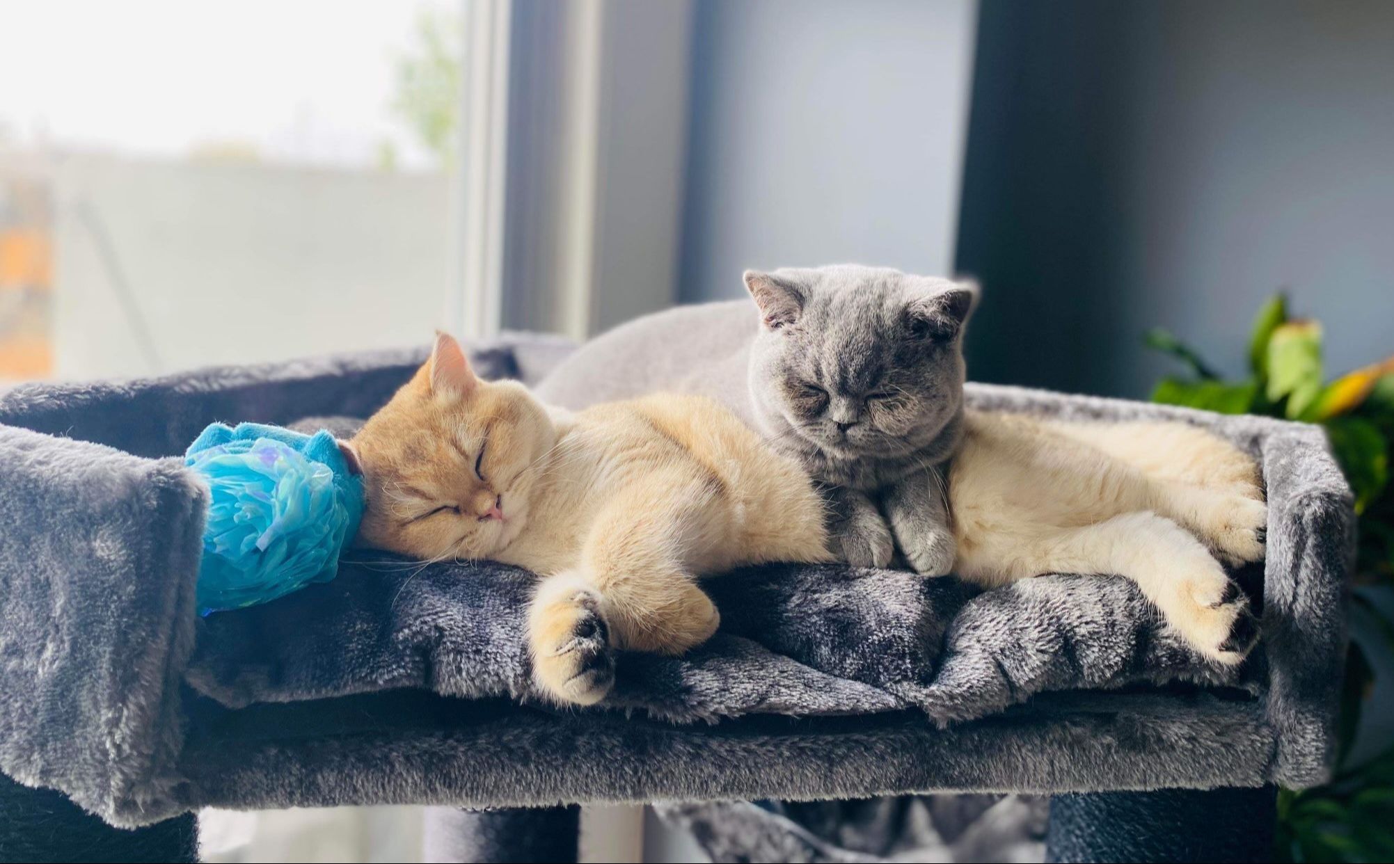 More information about cat management | Cat Management | Participate ...