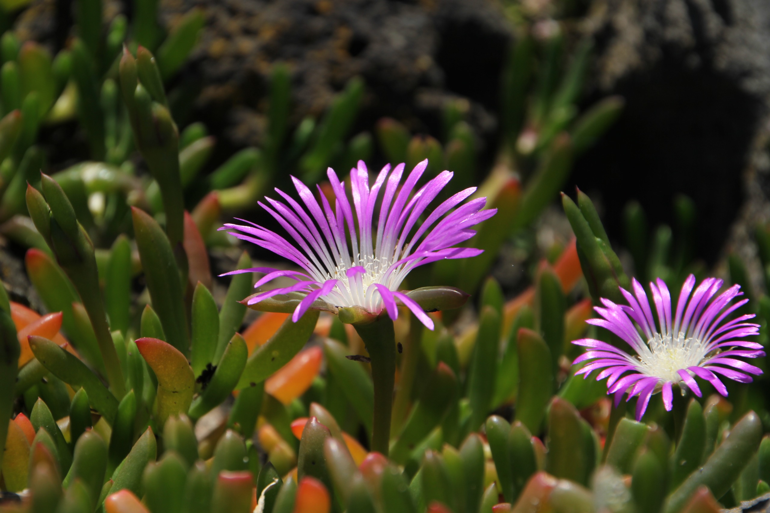 Rounded noon-flower | Floral Emblem for the City of Melbourne ...