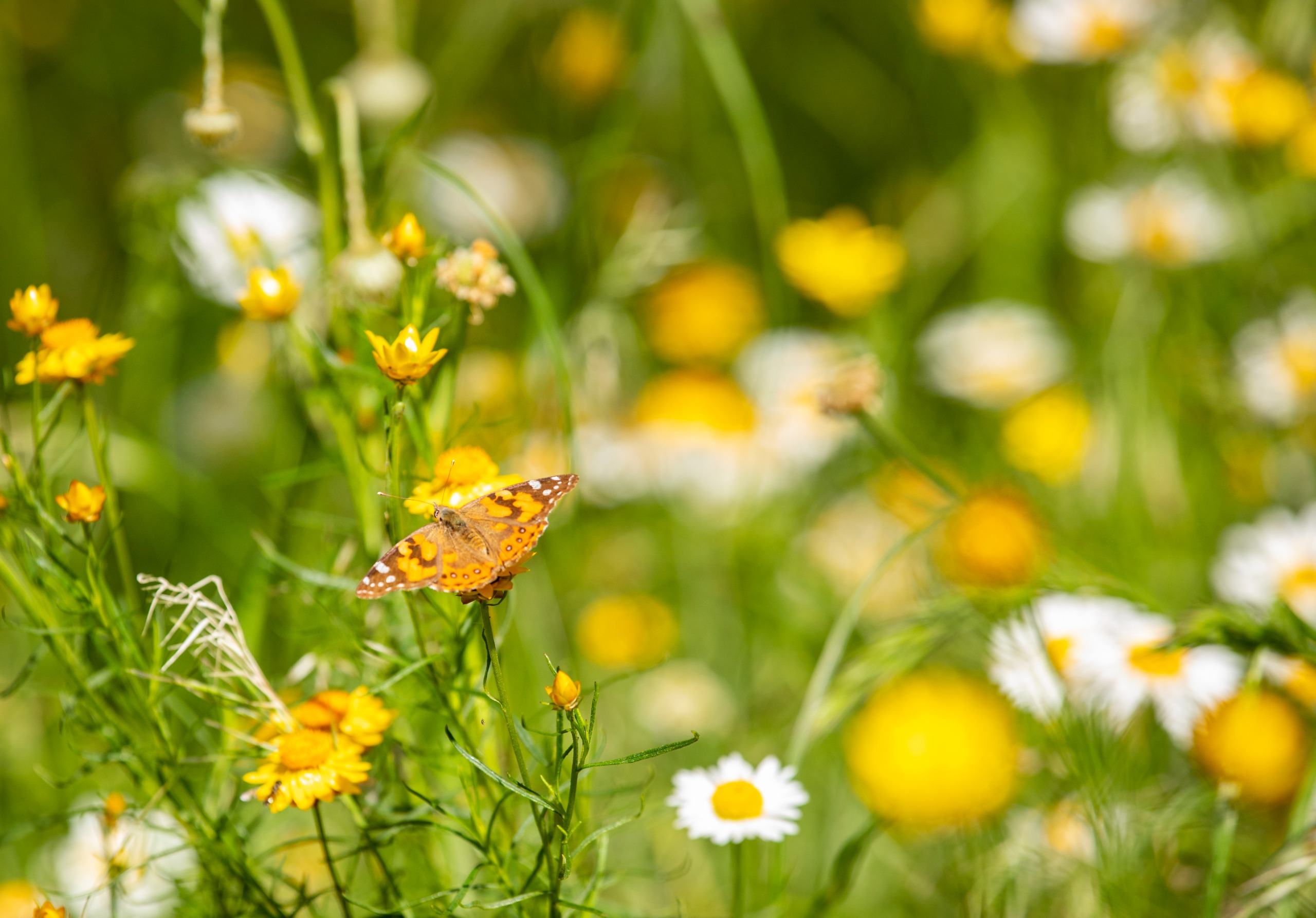 Caring for nature | Royal Park Master Plan | Participate Melbourne