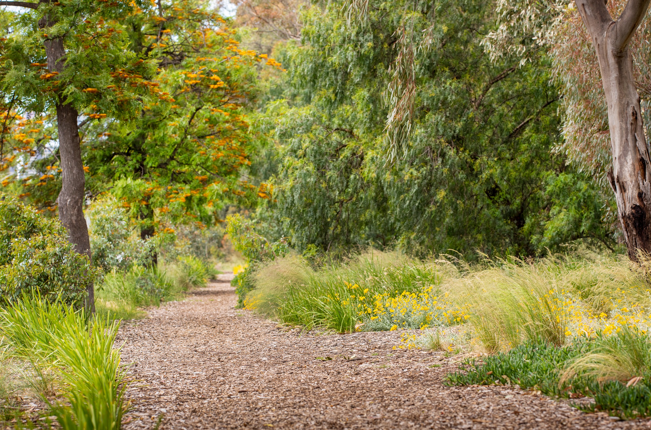 Draft Master Plan | Royal Park Master Plan | Participate Melbourne