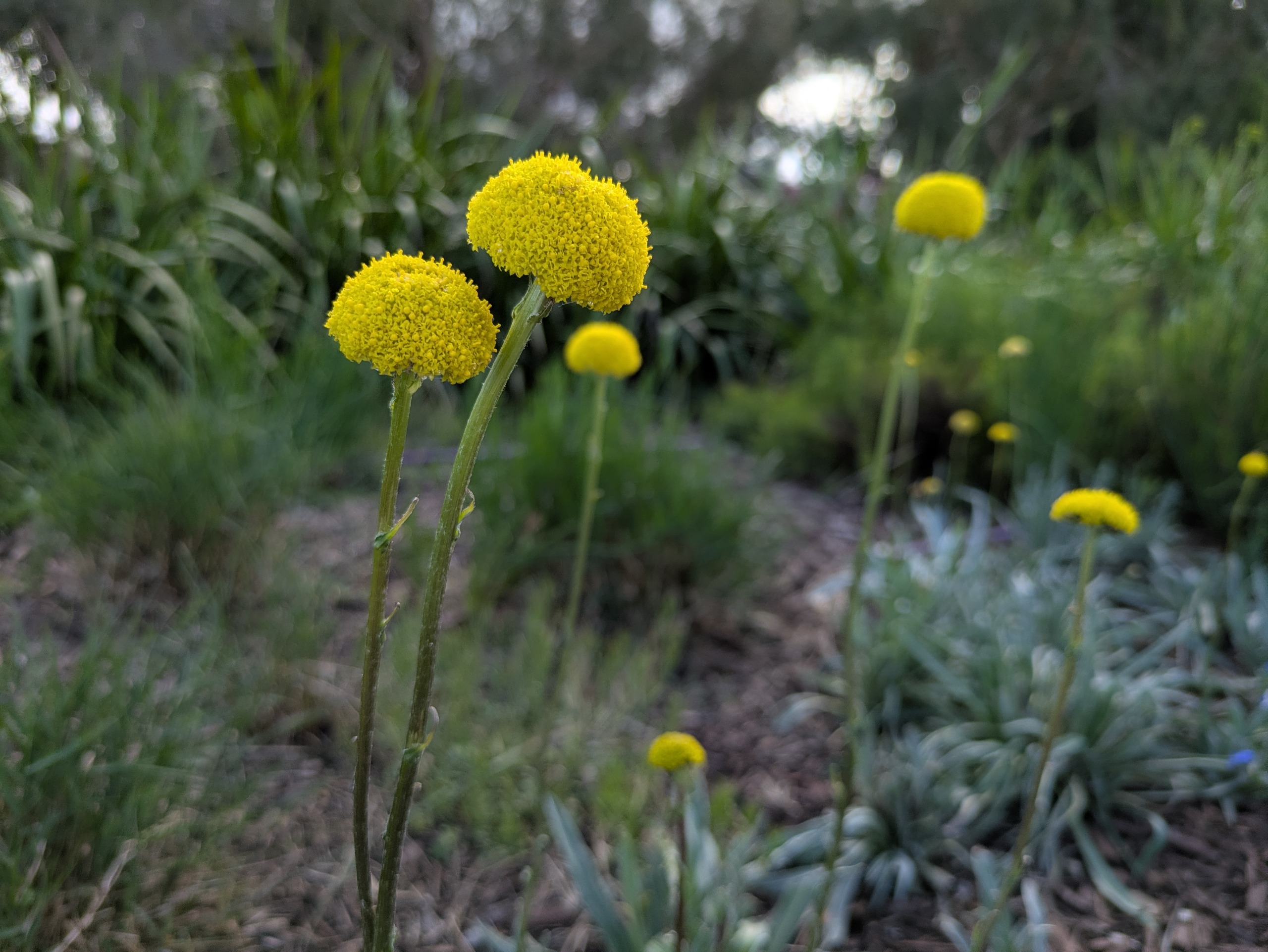 Common billy buttons | Floral Emblem for the City of Melbourne ...
