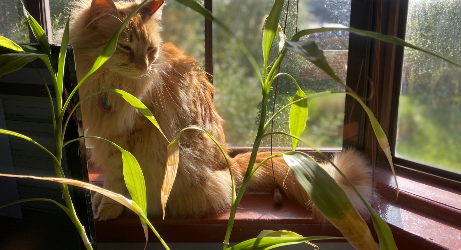 Cat Management | Participate Melbourne