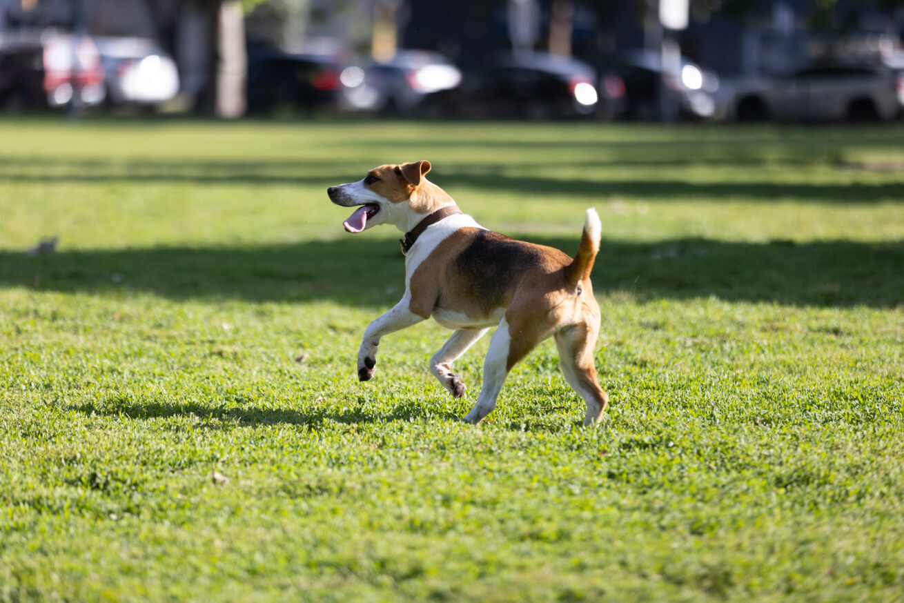 Eades Park Dog Off-Leash Area Renewal | Dogs in open spaces ...