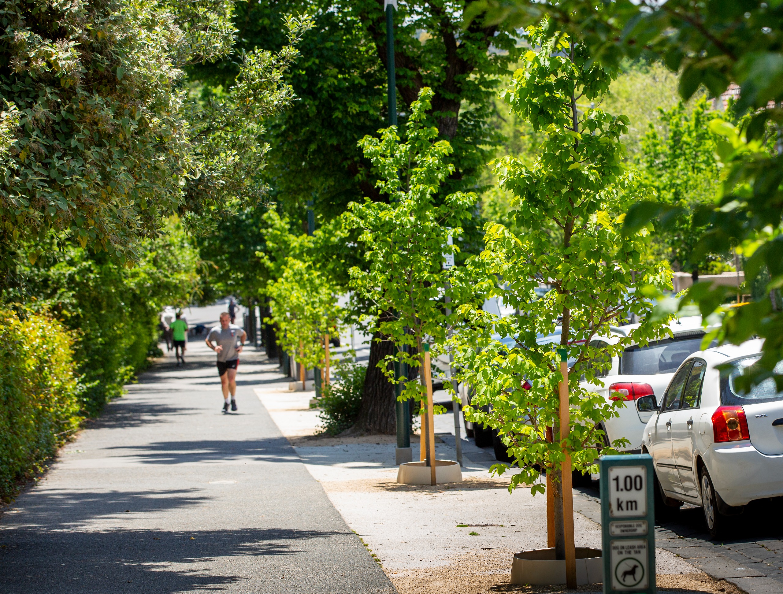 South Yarra Urban Forest Precinct Plan 2025-2035 | Participate Melbourne