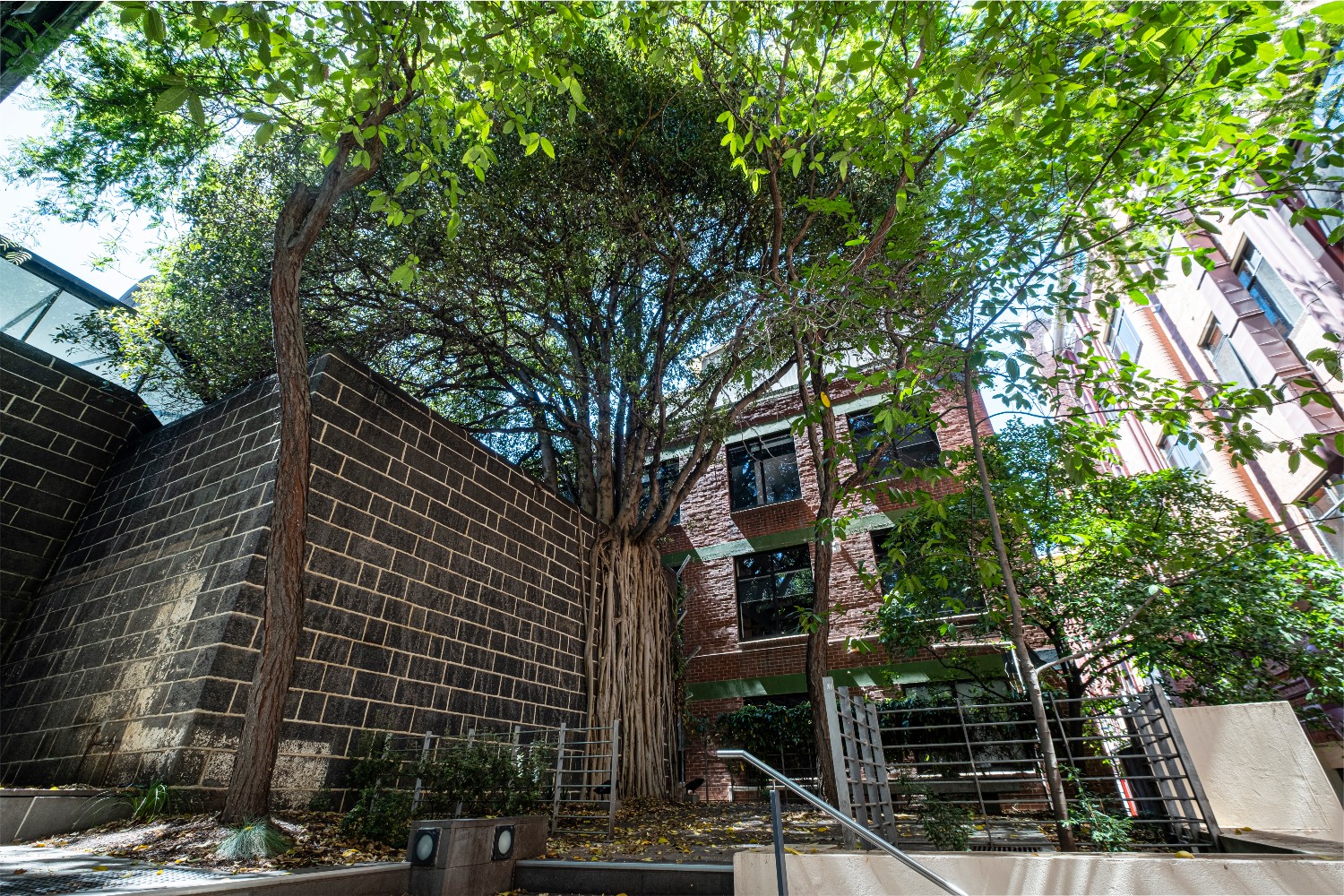 Project overview | Plan the urban forest in your neighbourhood ...